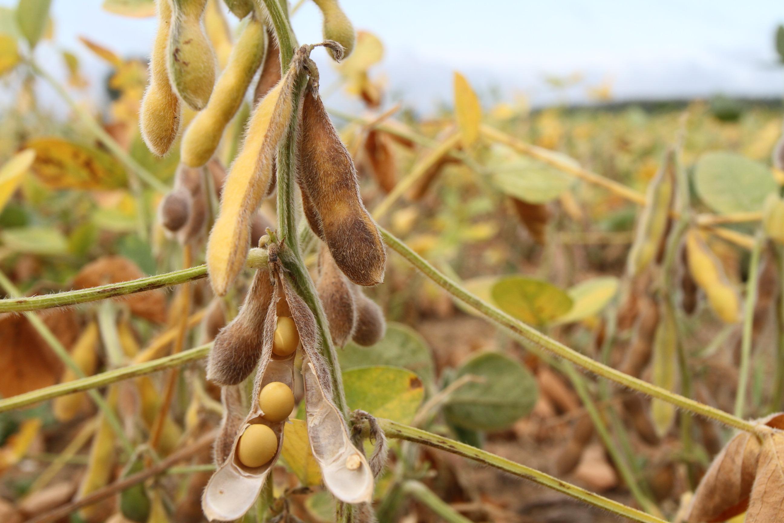QUALIDADE: Novos lançamentos de soja da Embrapa ampliam competitividade ...