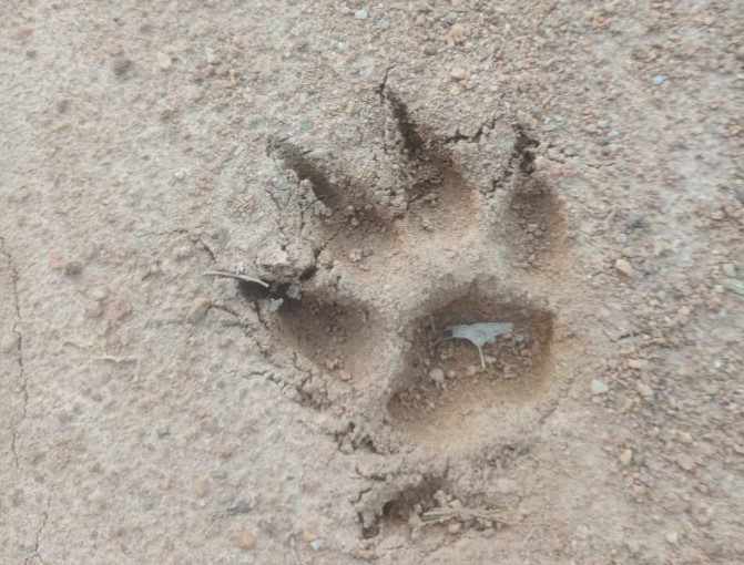 ONÇA OU TAMANDUÁ?: Comunidade Terra Santa se apavora com a presença de ...