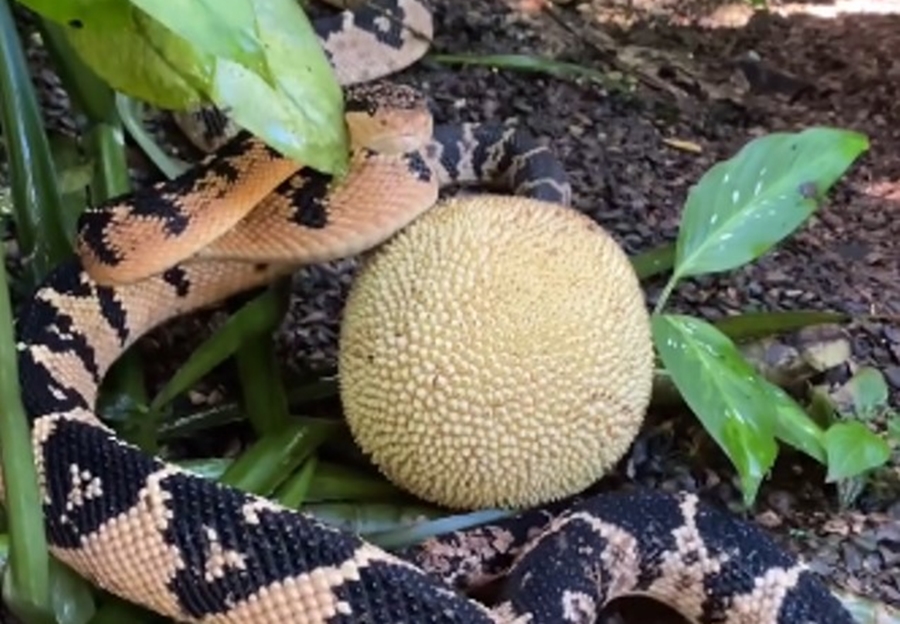 SERPENTES: Saiba porque a surucucu-pico-de-jaca tem esse nome ...