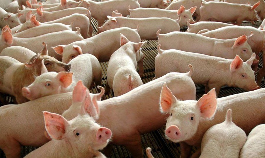 PORK 20: Maior evento mundial sobre criação de porco começa dia 26 ...