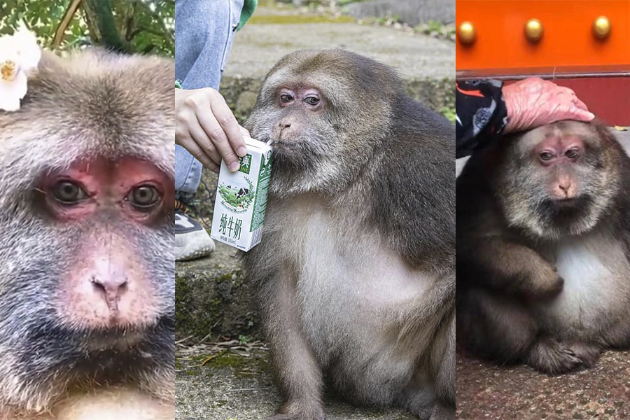 MACACADA: Xing-xing, a macaca influencer - Rondoniaovivo.com